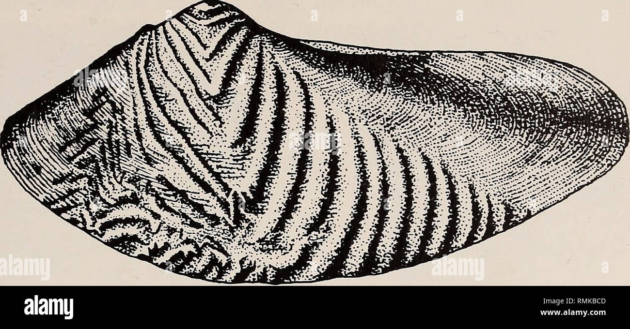 . Annals of the South African Museum = Annale van die Suid-Afrikaanse ...