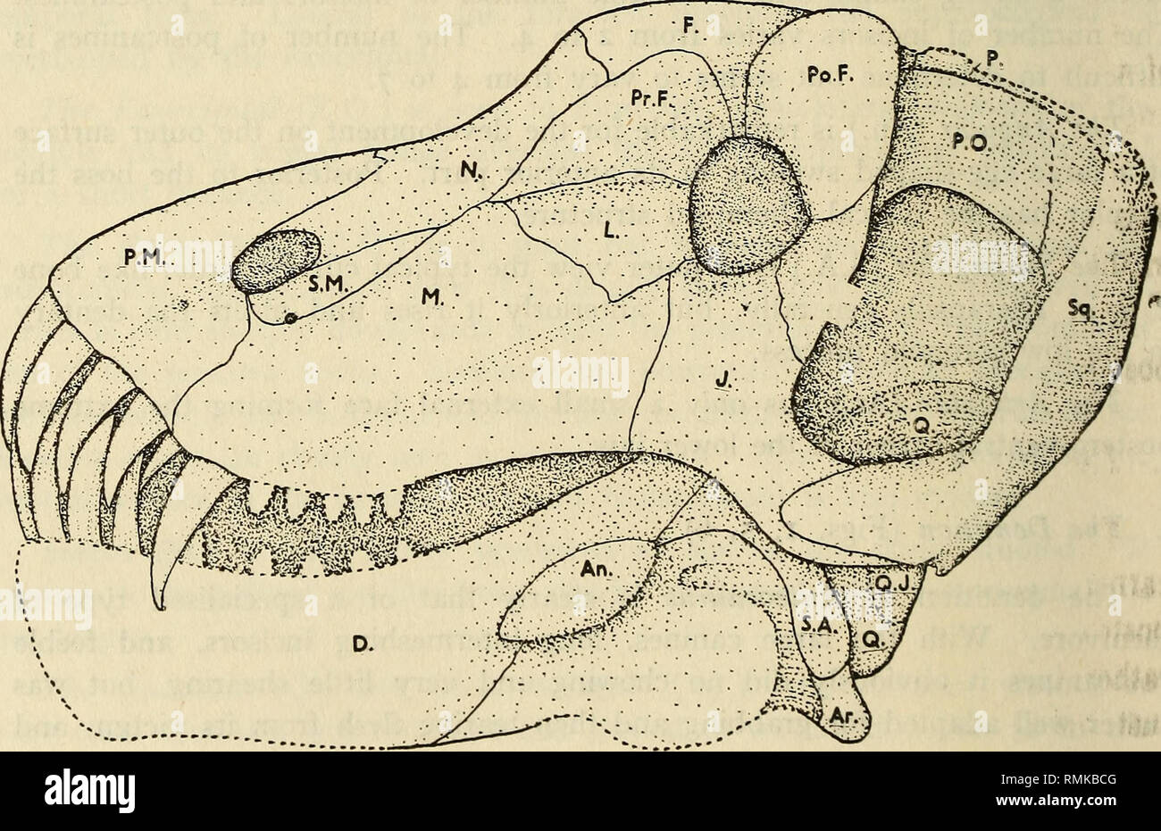 Anteosaurus hi-res stock photography and images - Alamy