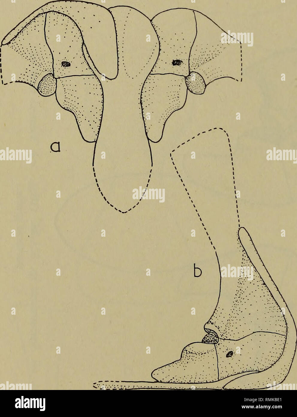 . Annals of the South African Museum. Annale van die Suid-Afrikaanse ...