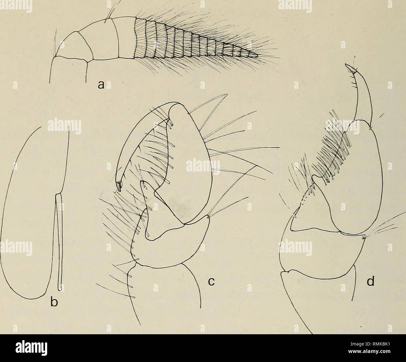 . Annals of the South African Museum = Annale van die Suid-Afrikaanse ...