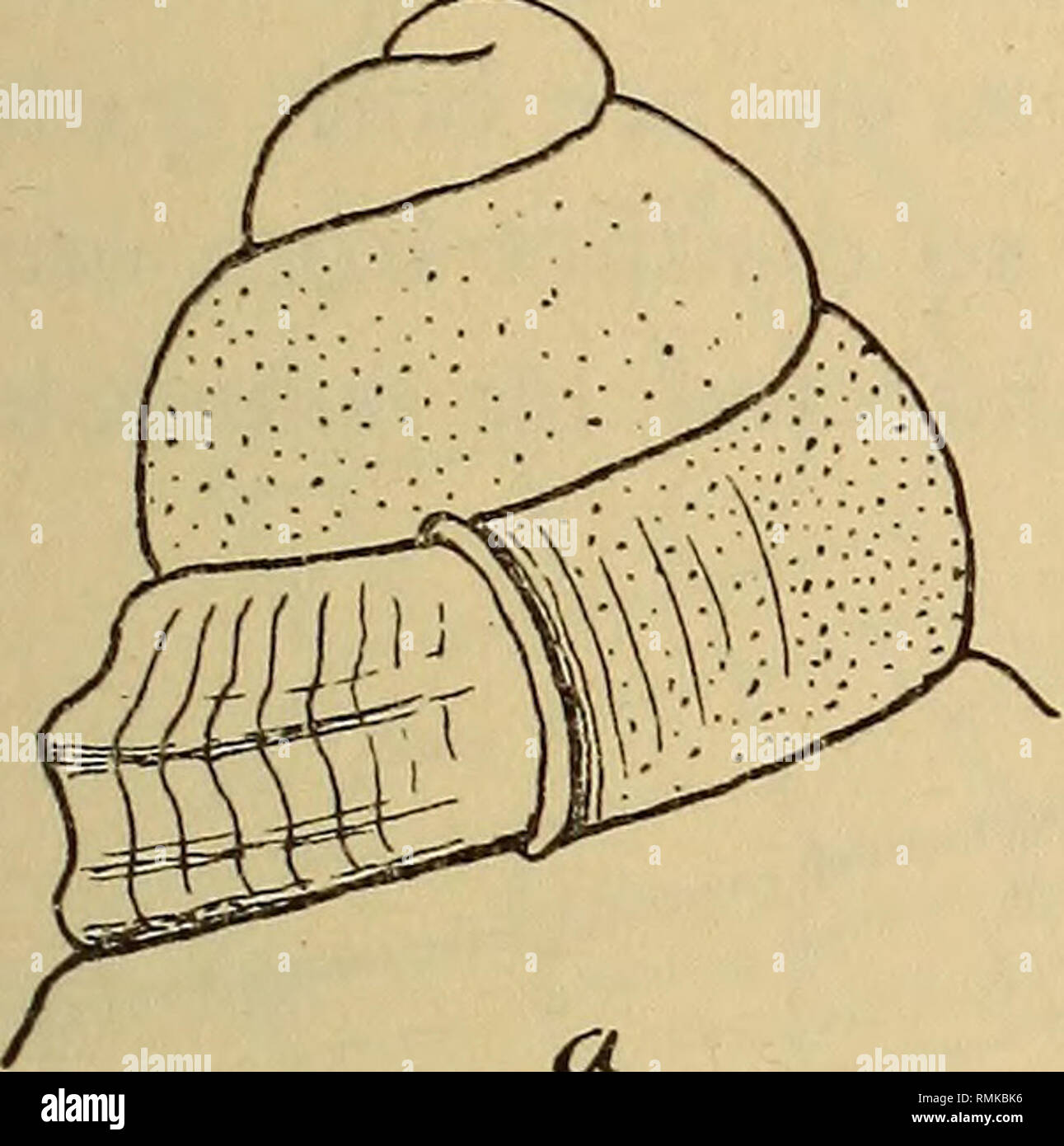 Protoconch hi-res stock photography and images - Alamy