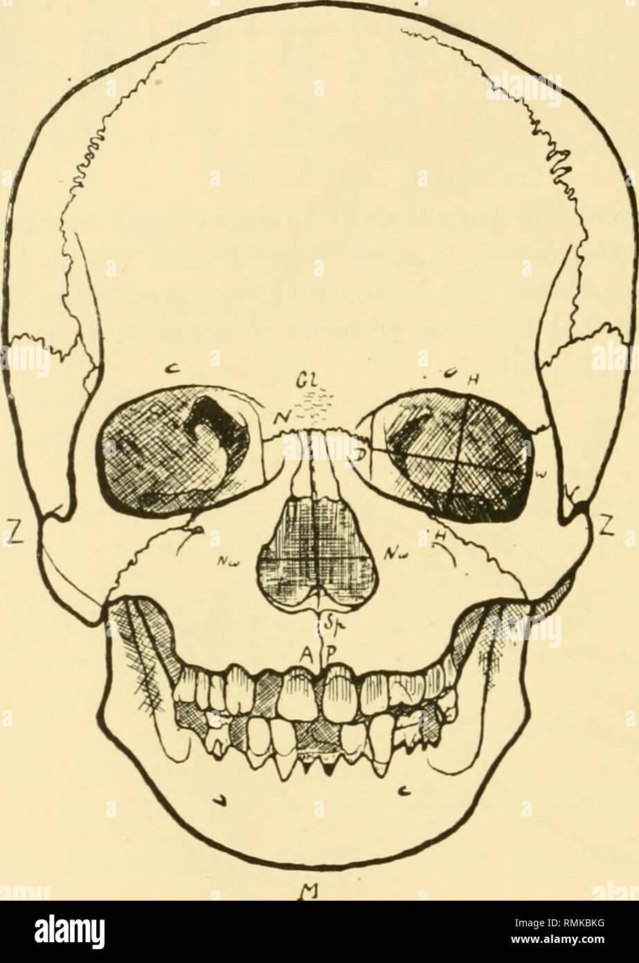 . Annals of the South African Museum. Annale van die Suid-Afrikaanse ...