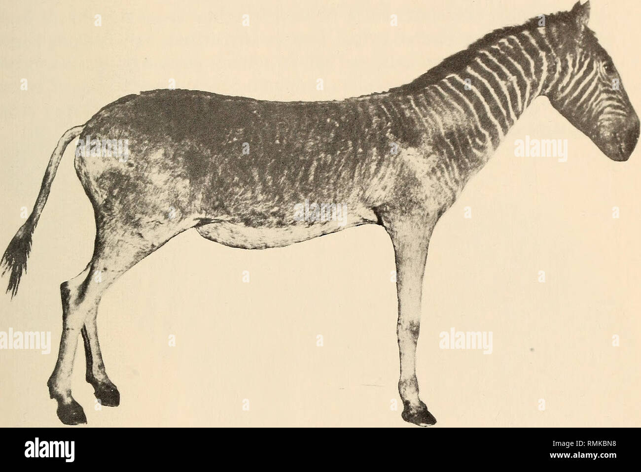 Extinct cape quagga hi-res stock photography and images - Alamy