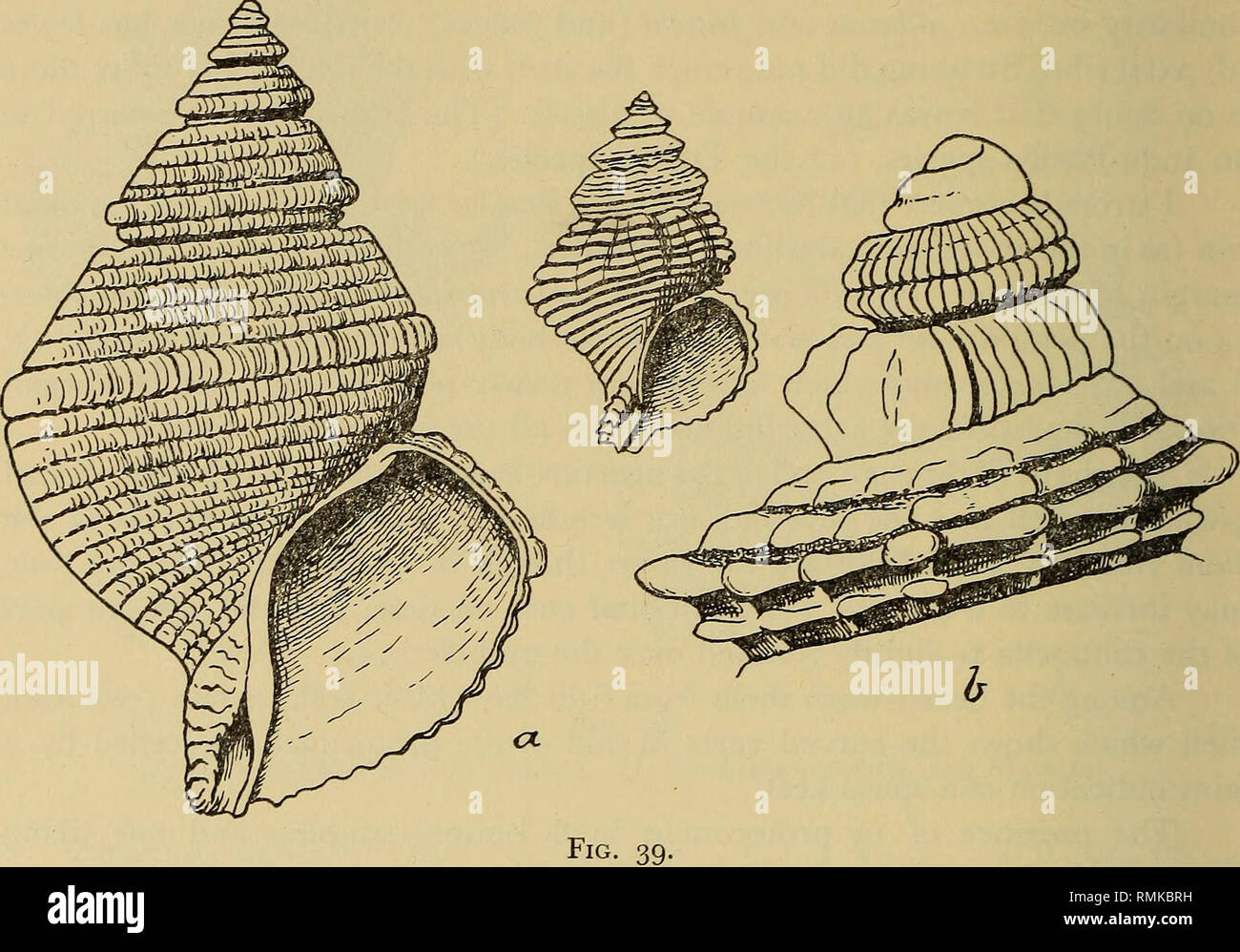 Piriform shape hi-res stock photography and images - Alamy