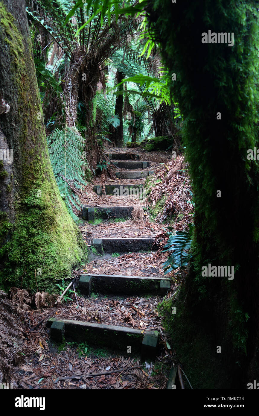 Walking trail amongst forest of tall tree ferns (Dicksonia antarctica ...