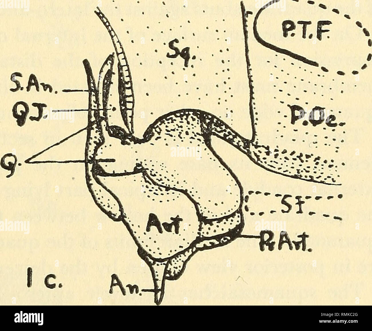. Annals of the South African Museum = Annale van die Suid-Afrikaanse ...