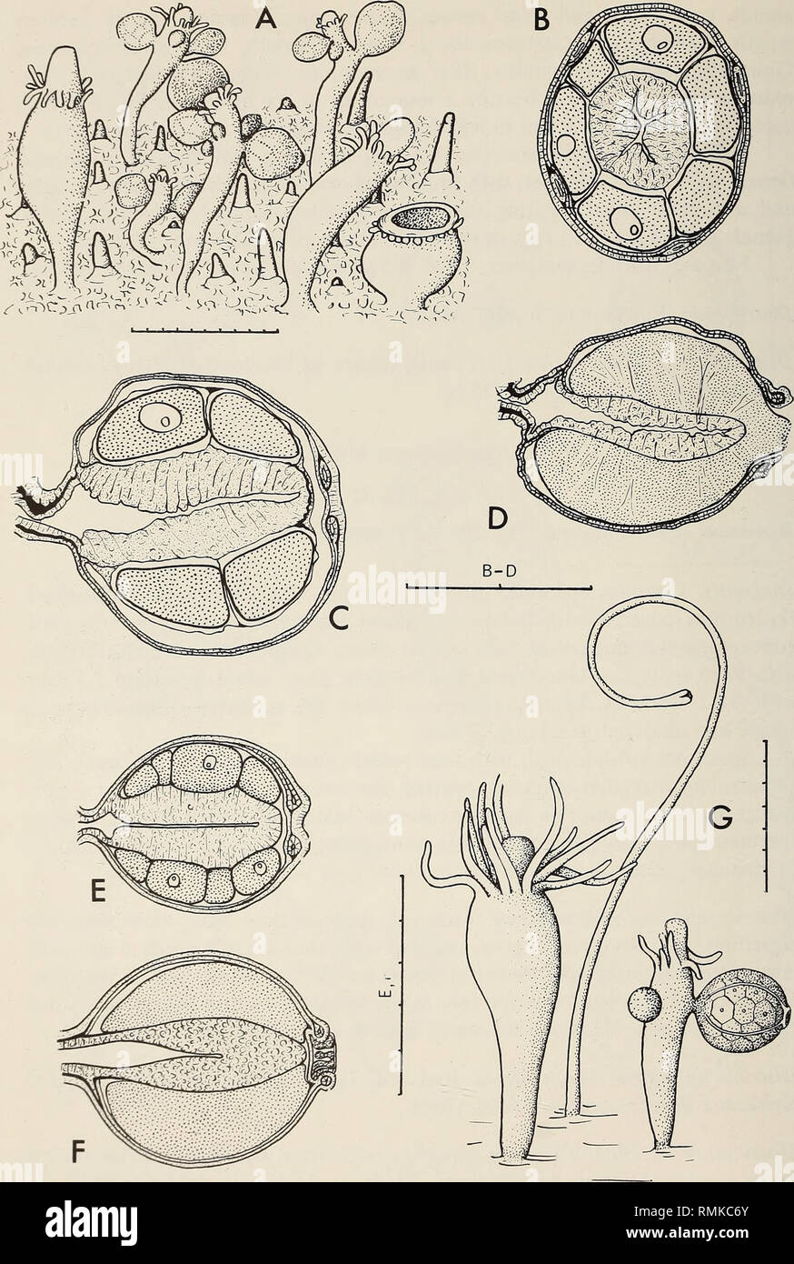 Gastrozooid hi-res stock photography and images - Alamy