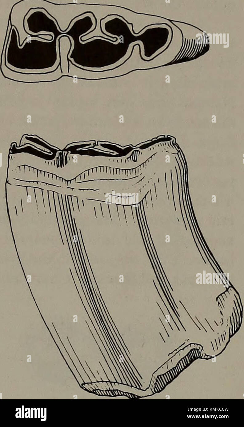 . Annals of the South African Museum = Annale van die Suid-Afrikaanse ...