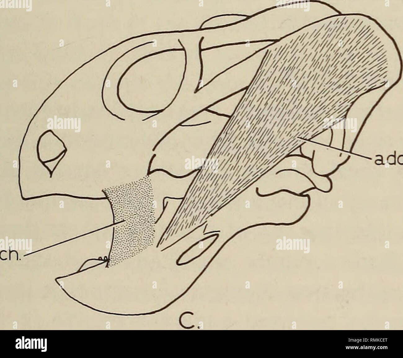 . Annals of the South African Museum = Annale van die Suid-Afrikaanse ...