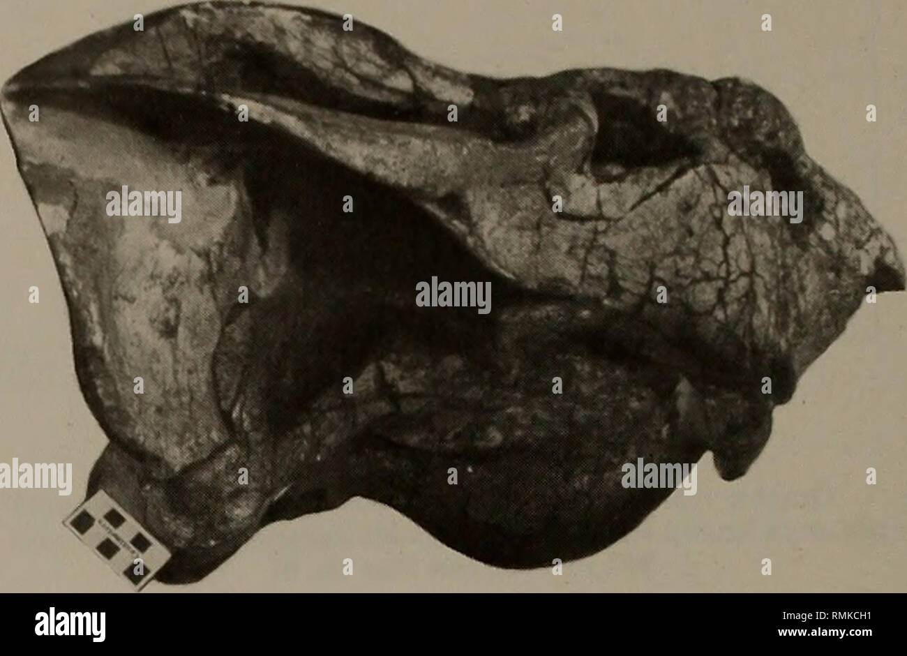 Table fn hi-res stock photography and images - Alamy