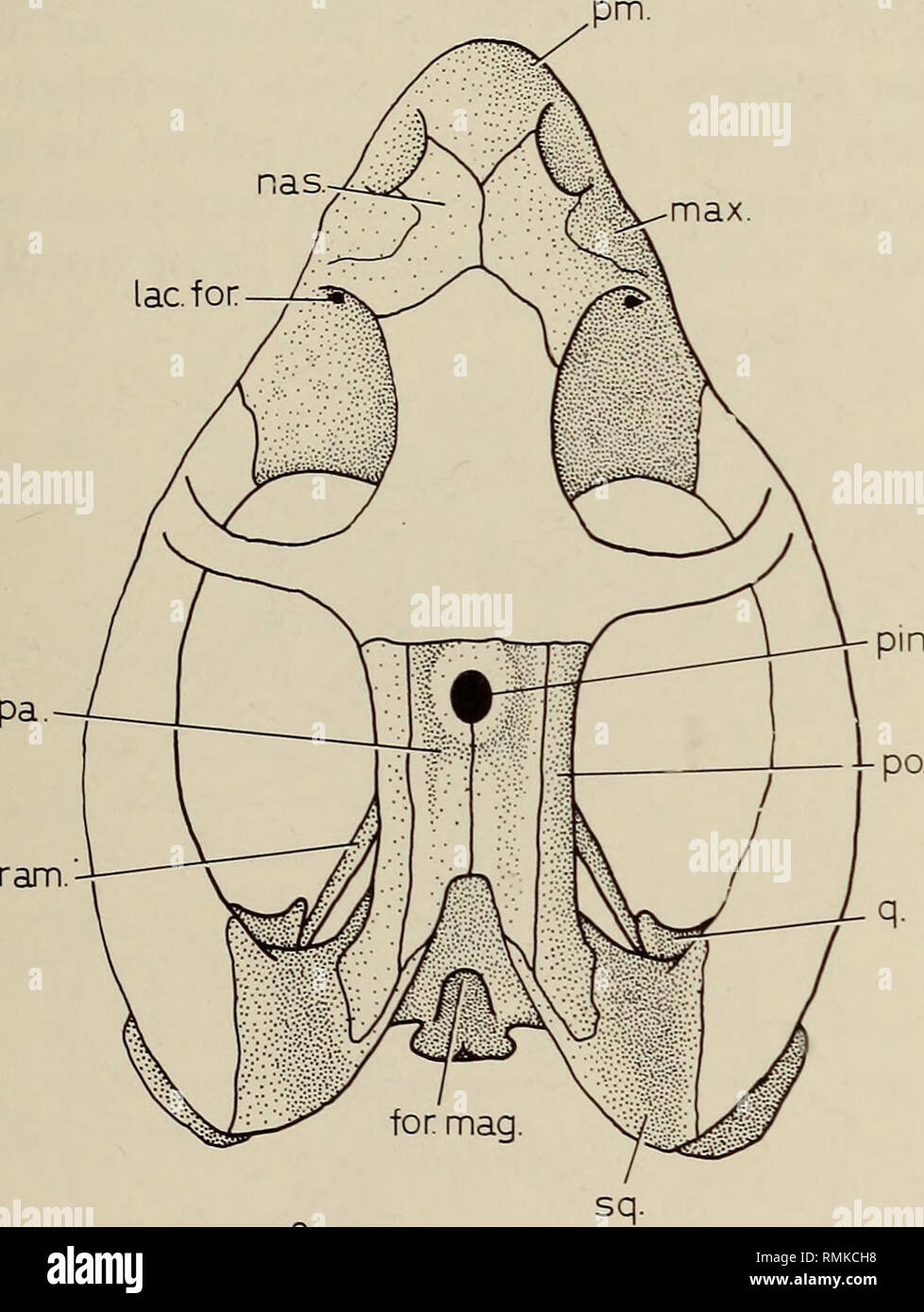 . Annals of the South African Museum = Annale van die Suid-Afrikaanse ...
