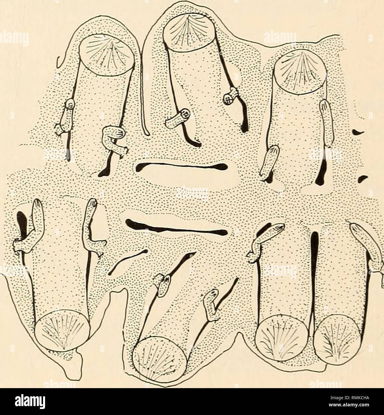 . Annals of the South African Museum = Annale van die Suid-Afrikaanse ...