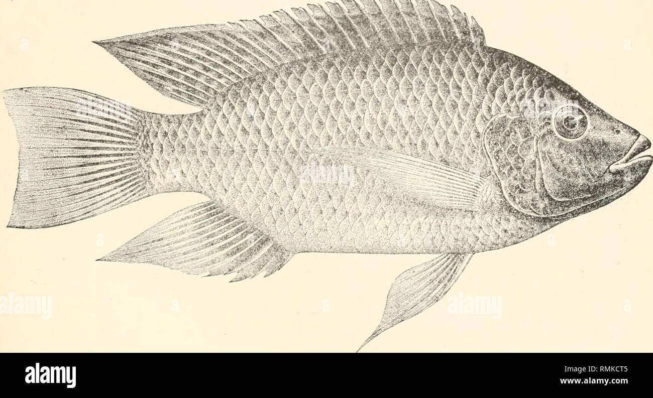 South african freshwater fish hi-res stock photography and images - Alamy