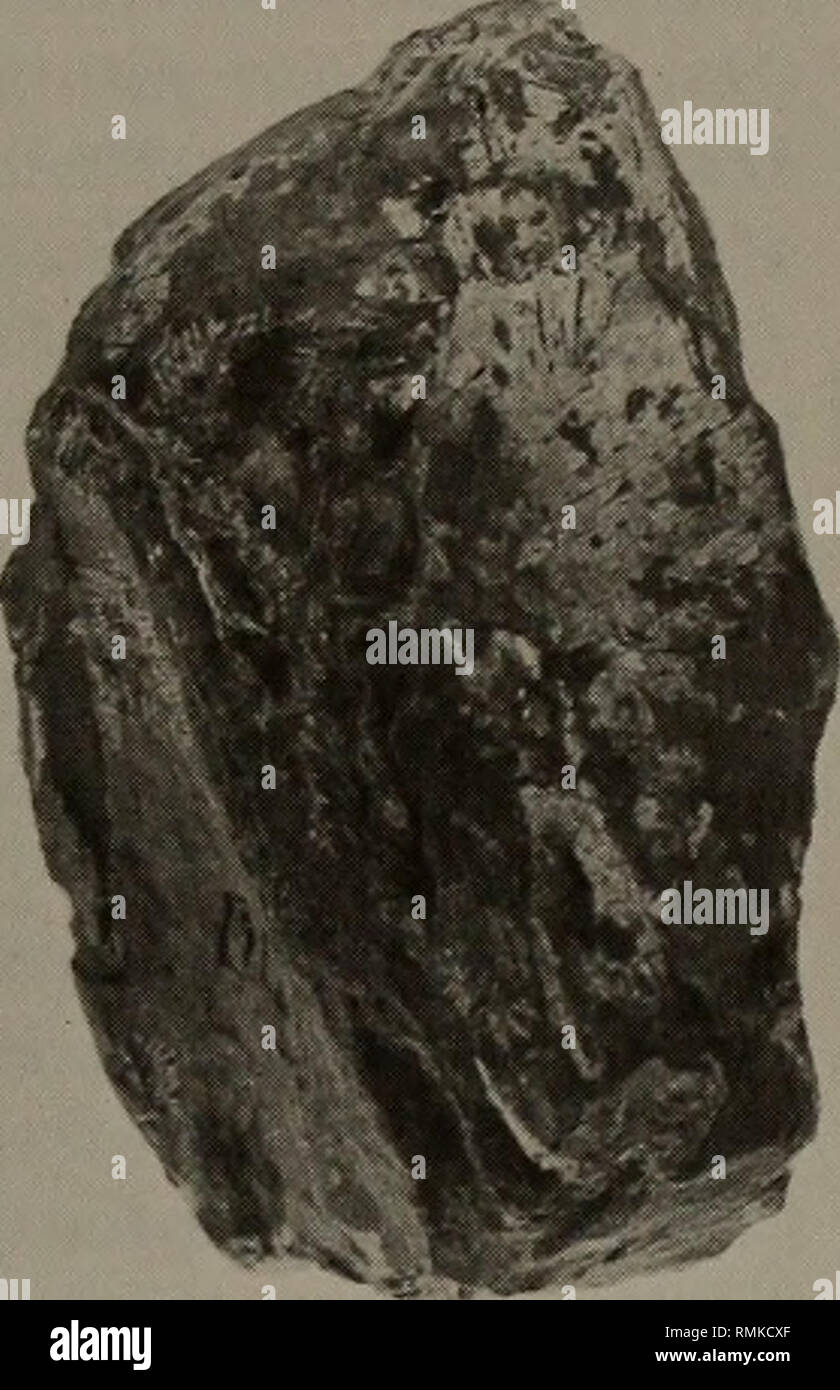 Lycosuchus hi-res stock photography and images - Alamy