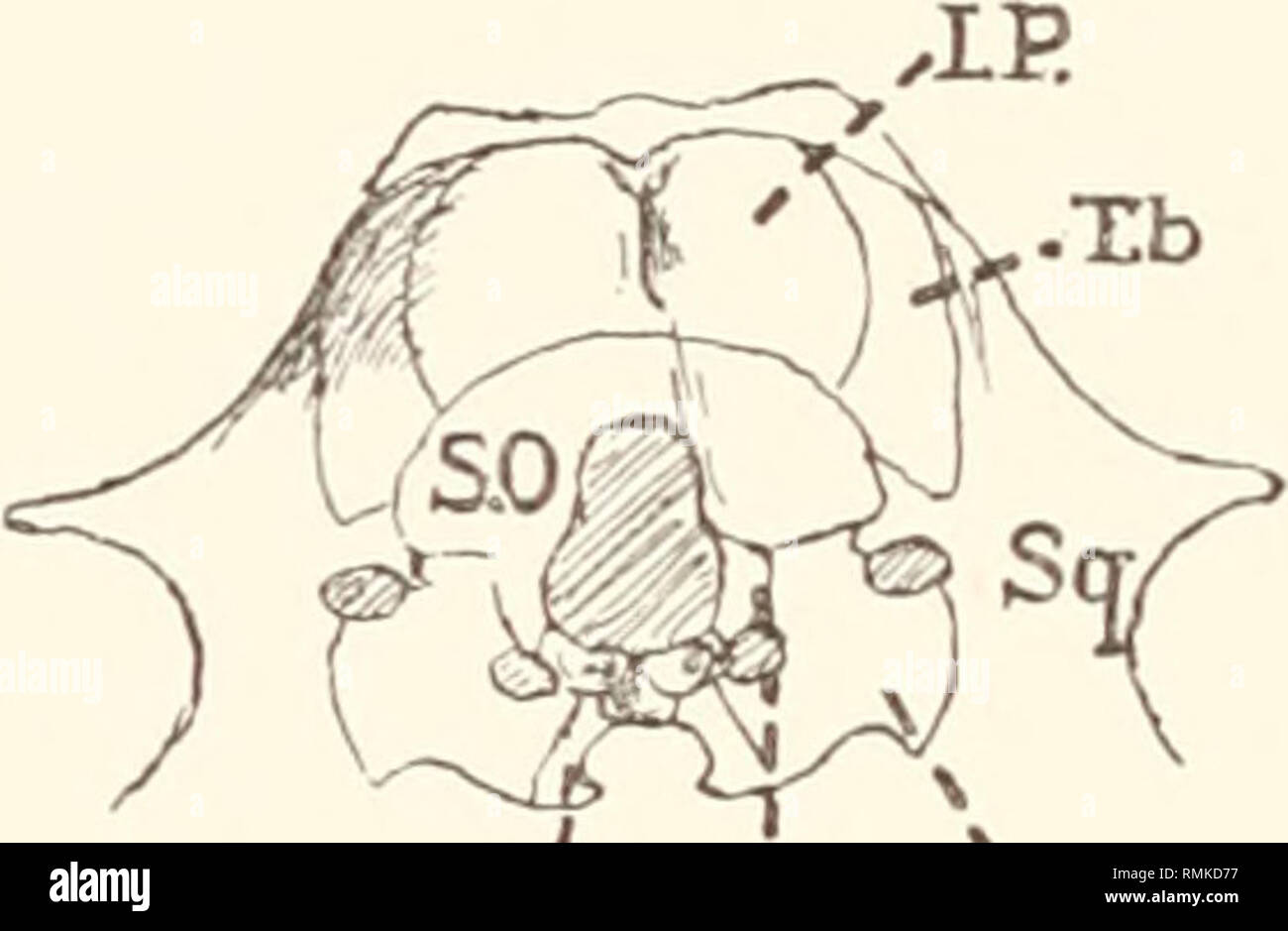 Occipital plate hi-res stock photography and images - Alamy