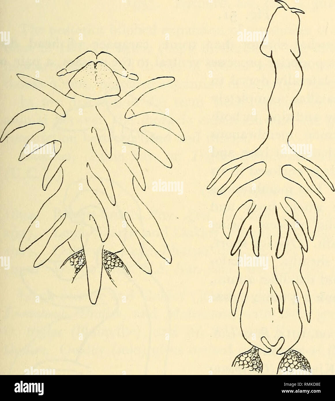 . Annals of the South African Museum = Annale van die Suid-Afrikaanse ...