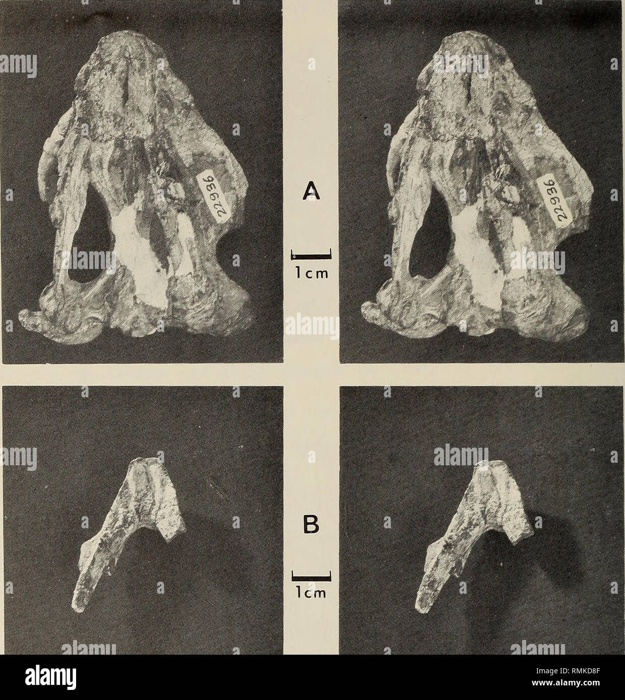 Dicynodonts hi-res stock photography and images - Alamy