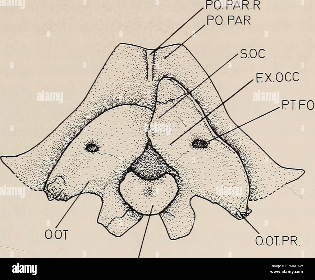 . Annals of the South African Museum = Annale van die Suid-Afrikaanse ...