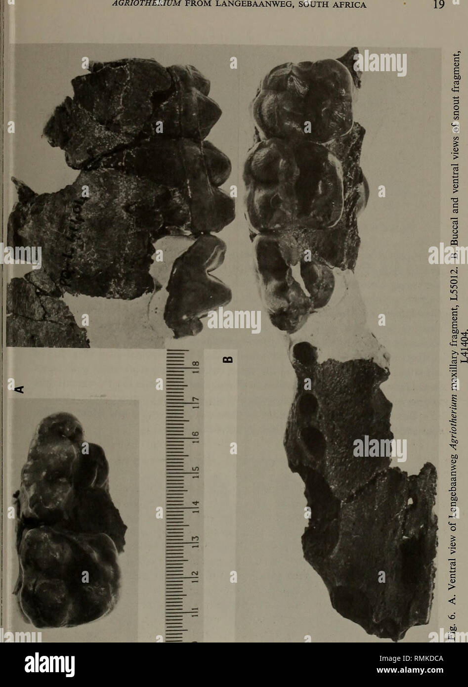 Agriotherium hi-res stock photography and images - Alamy