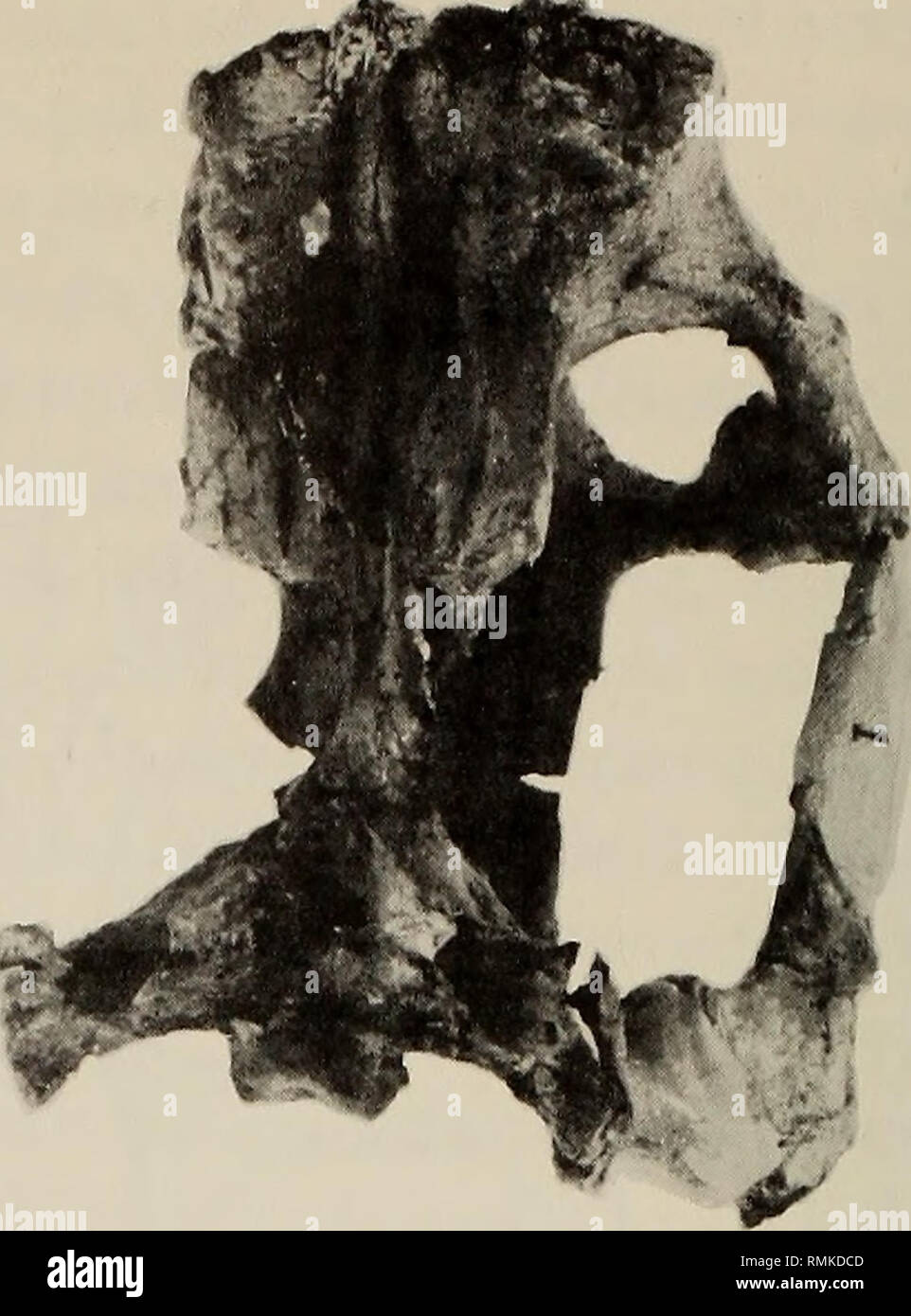 . Annals of the South African Museum = Annale van die Suid-Afrikaanse ...