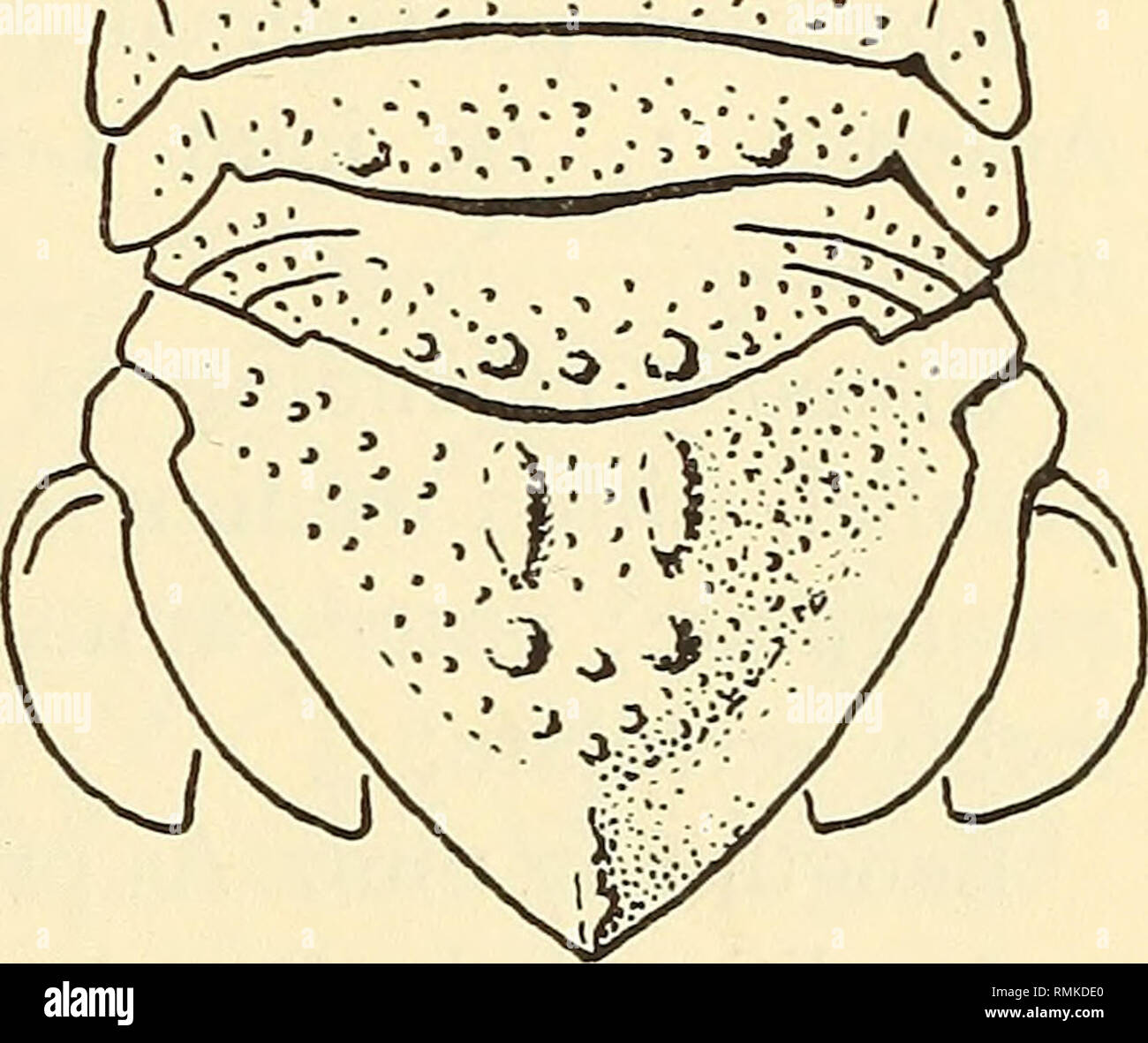 . Annals of the South African Museum = Annale van die Suid-Afrikaanse ...