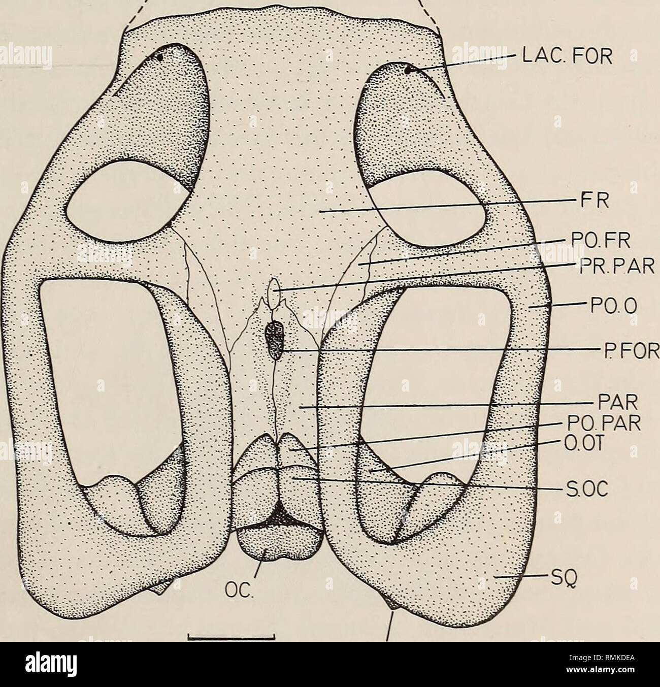 Eodicynodon High Resolution Stock Photography and Images - Alamy