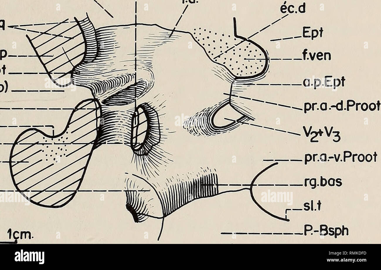 Cruciformes hi-res stock photography and images - Alamy