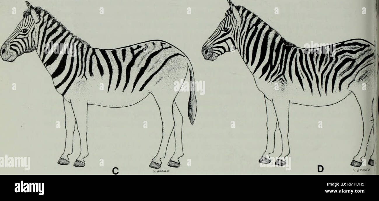 . Annals of the South African Museum. Annale van die Suid-Afrikaanse ...