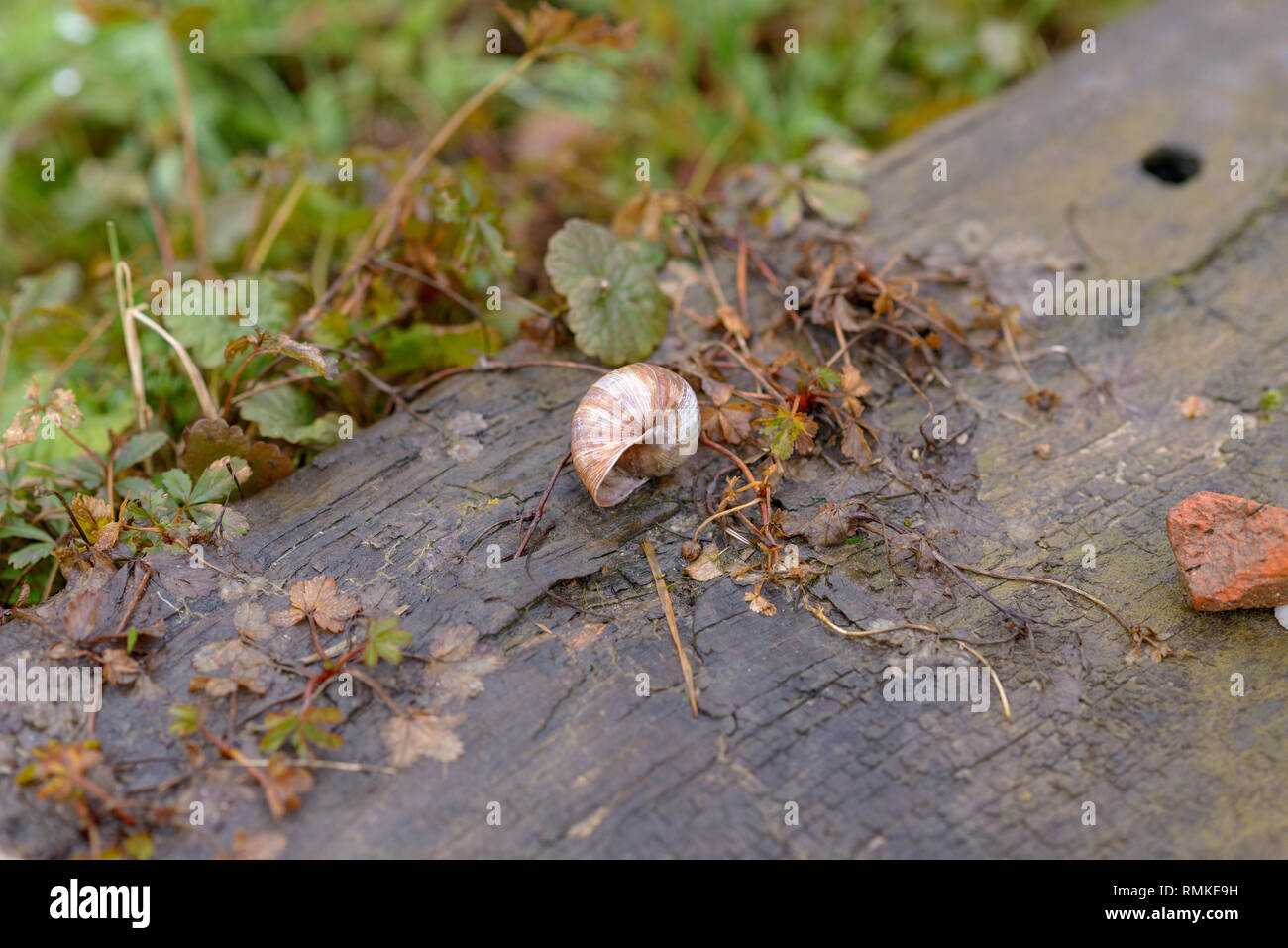 Dead land snail hi-res stock photography and images - Alamy