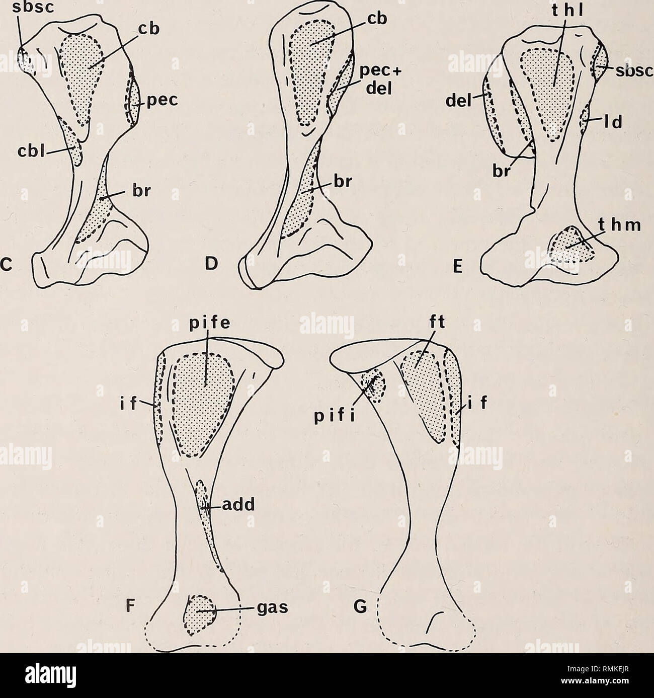 . Annals of the South African Museum = Annale van die Suid-Afrikaanse ...