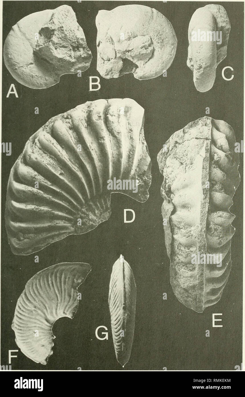 Puzosia hi-res stock photography and images - Alamy