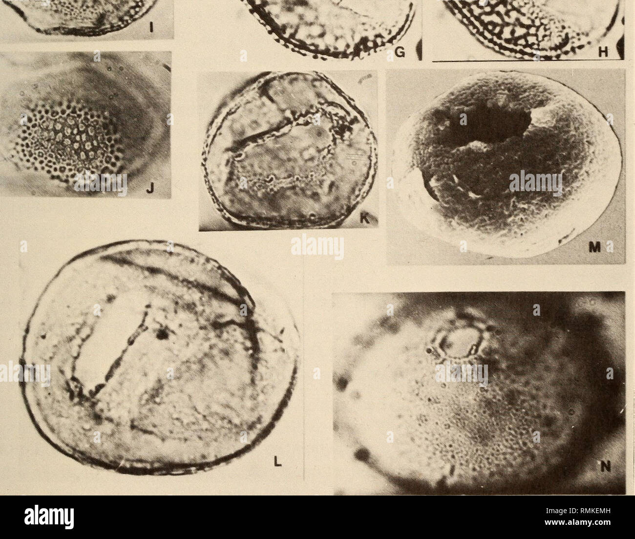 Monocolpate hi-res stock photography and images - Alamy