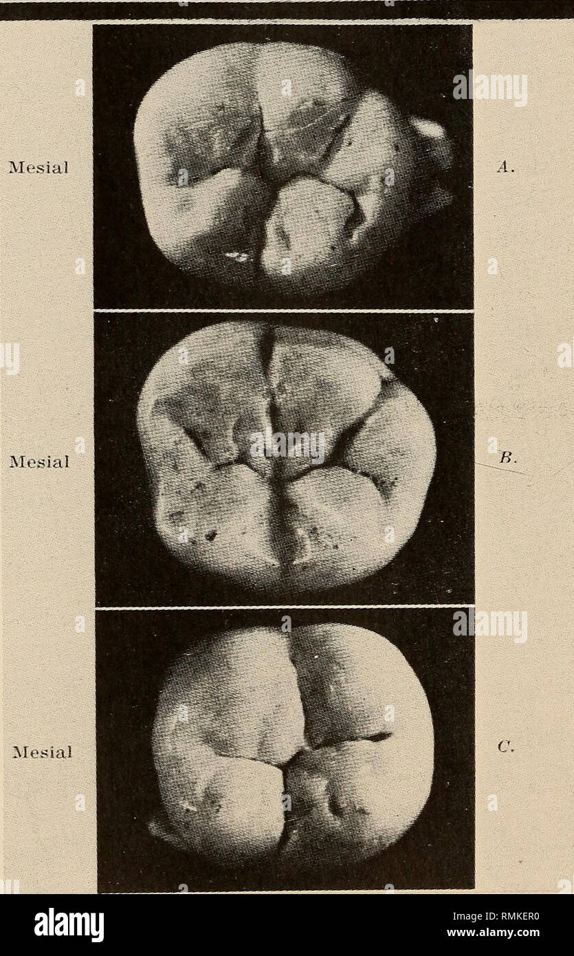 Dryopithecus hi-res stock photography and images - Alamy