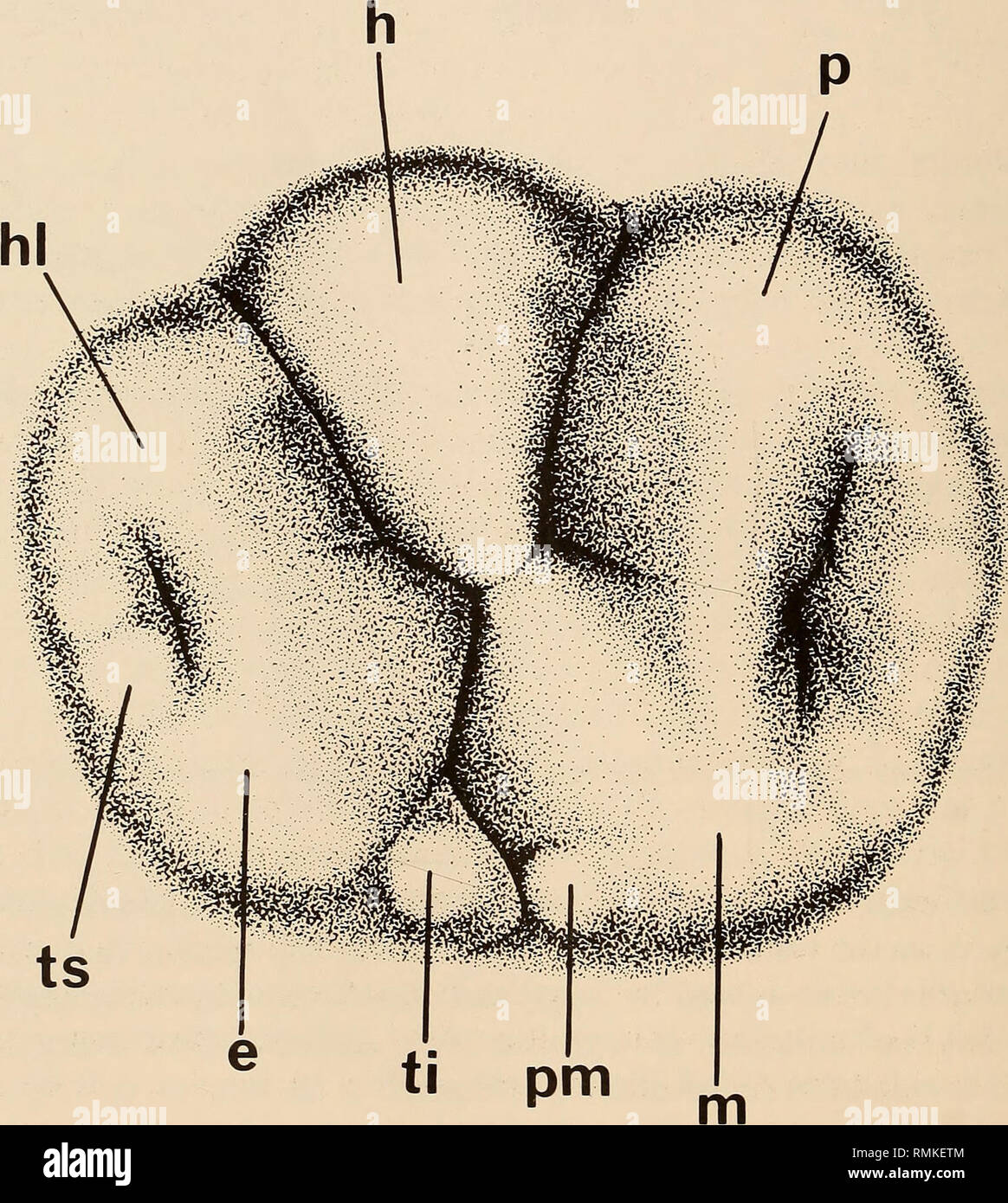 . Annals of the South African Museum = Annale van die Suid-Afrikaanse ...