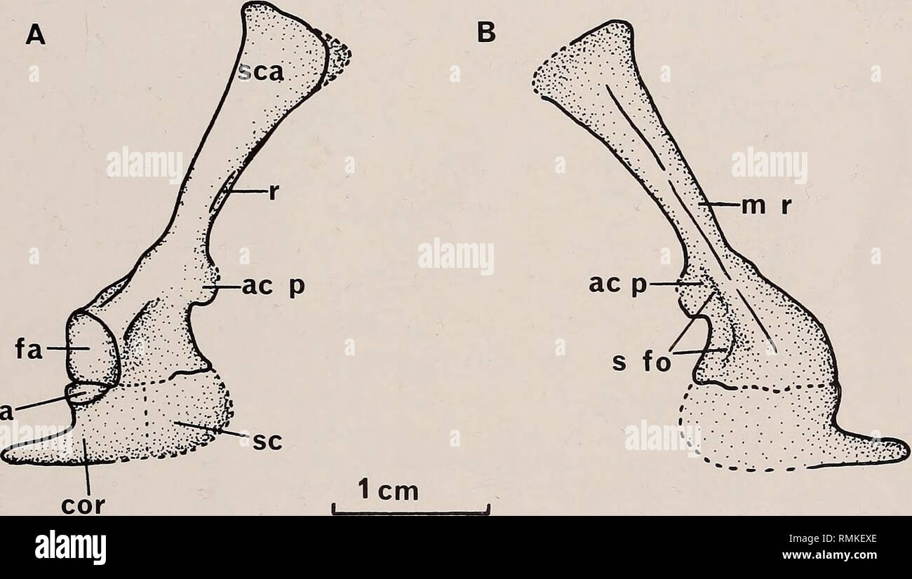 . Annals of the South African Museum = Annale van die Suid-Afrikaanse ...