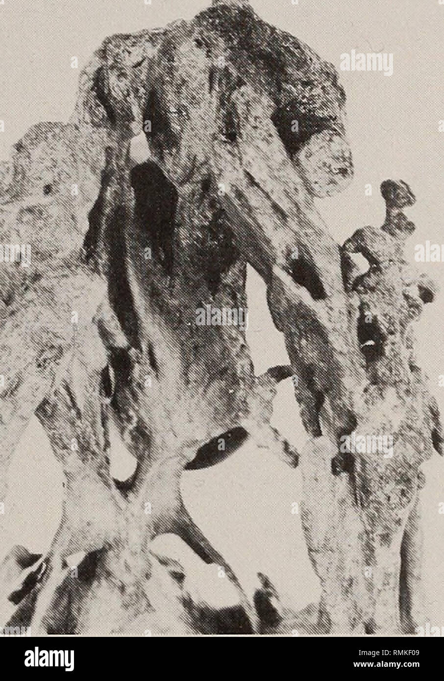 Dicynodont hi-res stock photography and images - Alamy