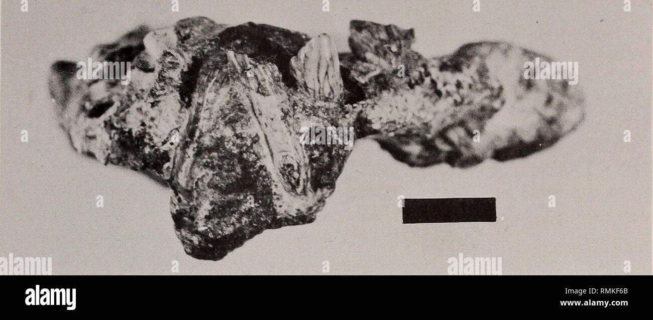 . Annals of the South African Museum = Annale van die Suid-Afrikaanse ...