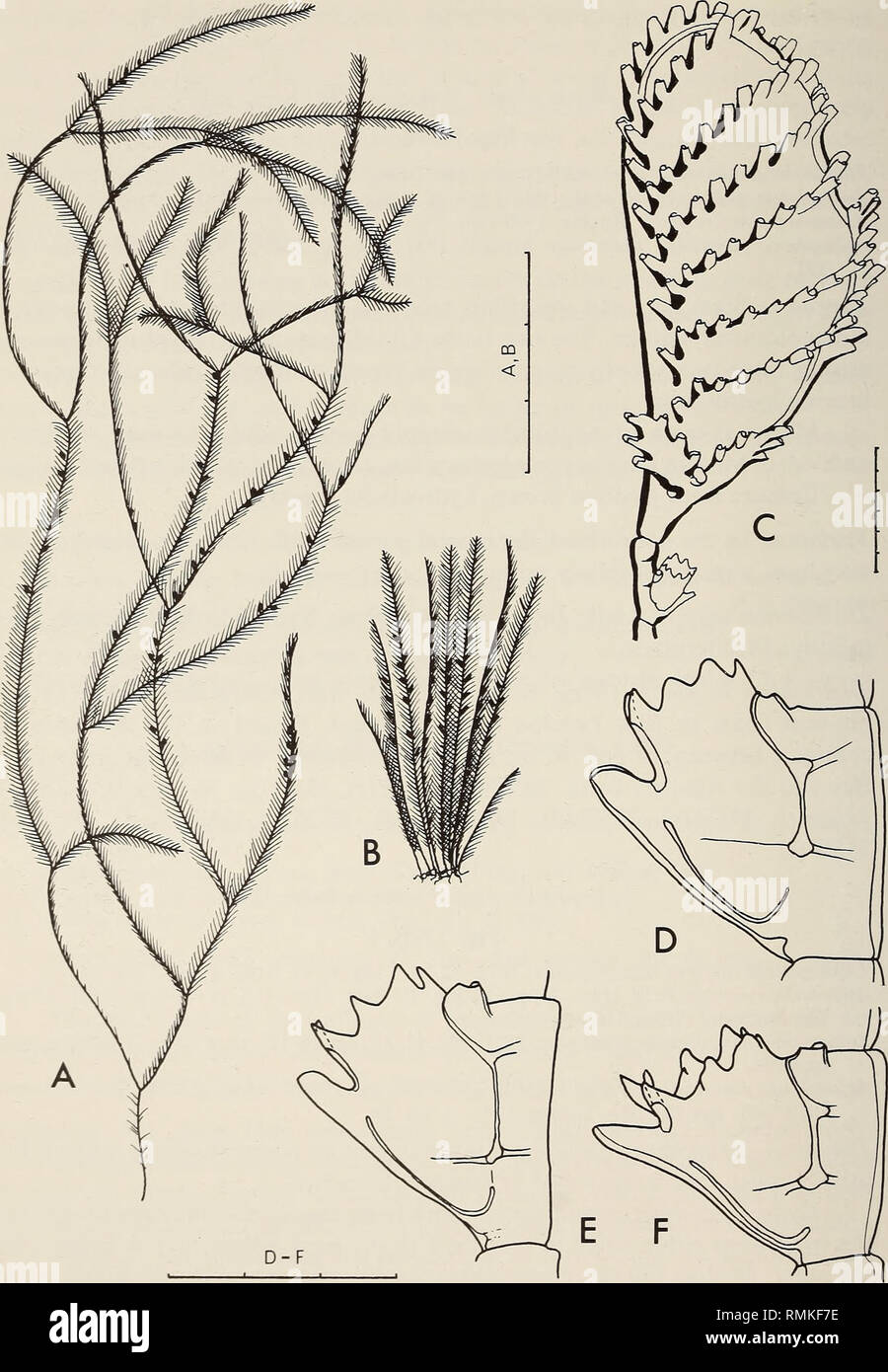 Aglaophenia pluma hi-res stock photography and images - Alamy