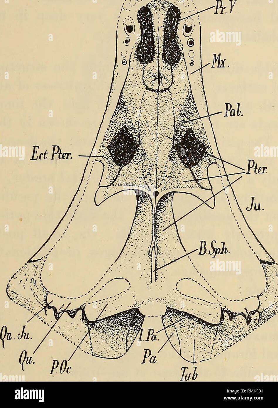 . Annals of the South African Museum = Annale van die Suid-Afrikaanse ...