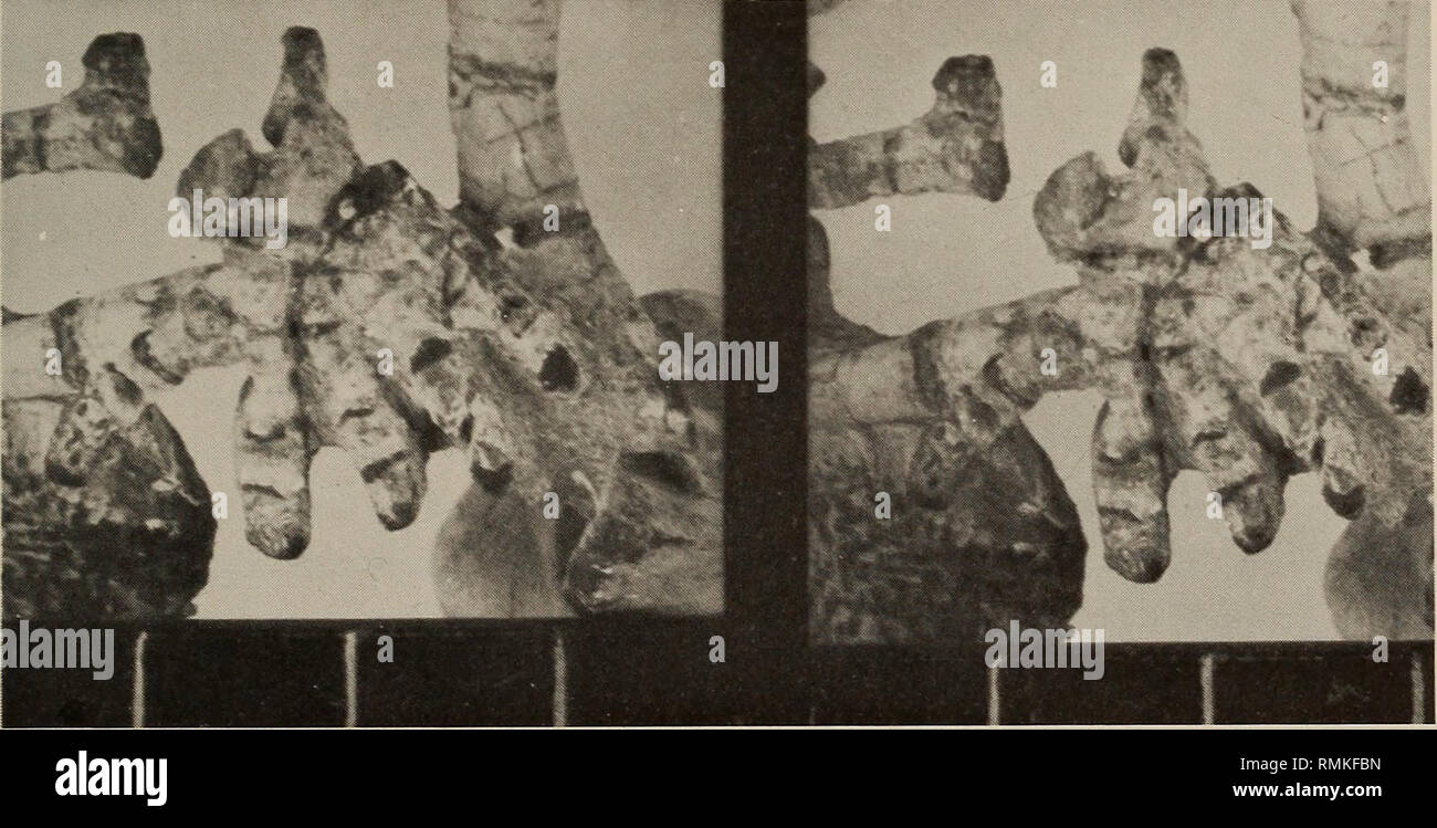 Cistecephalus hi-res stock photography and images - Alamy