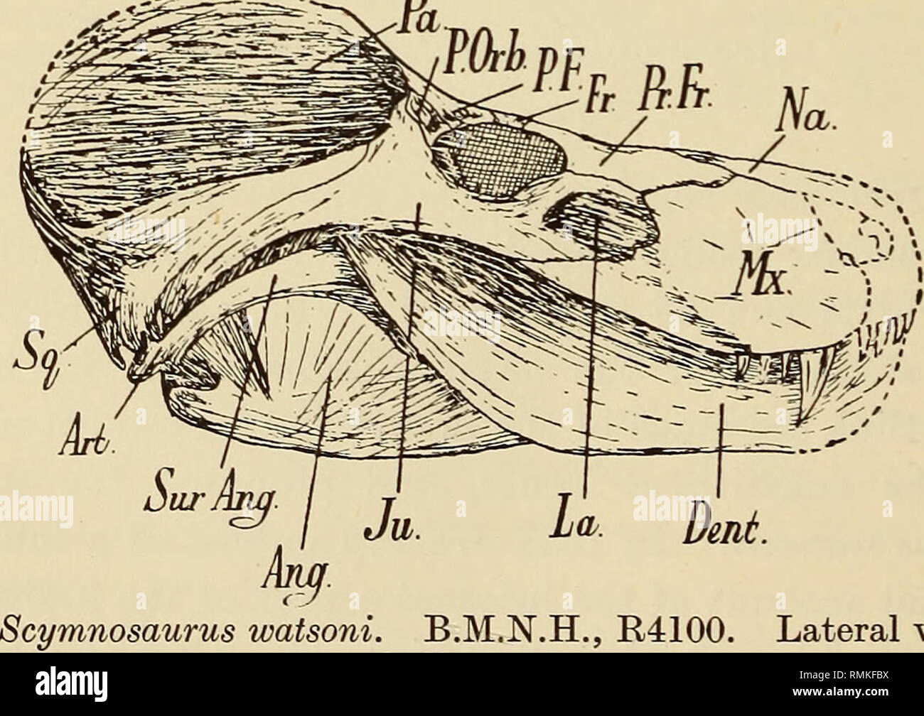 . Annals of the South African Museum = Annale van die Suid-Afrikaanse ...
