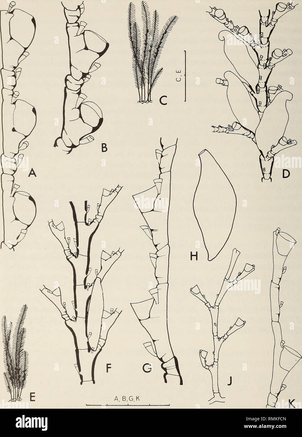 Plumularia setacea hi-res stock photography and images - Alamy