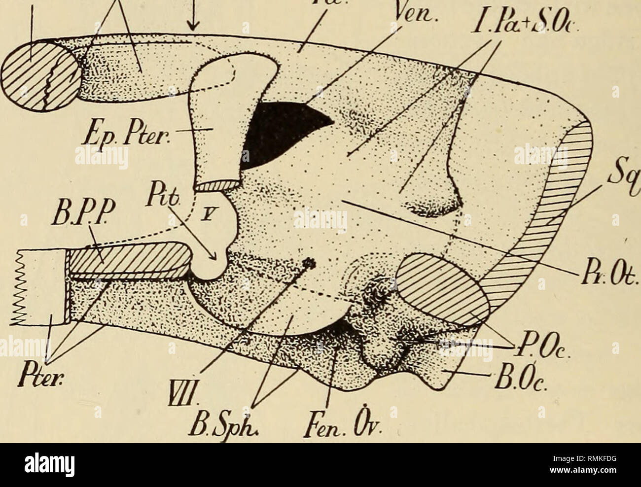 . Annals of the South African Museum = Annale van die Suid-Afrikaanse ...