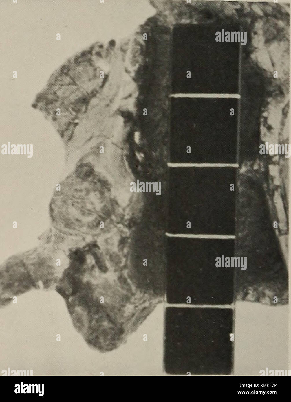 . Annals of the South African Museum = Annale van die Suid-Afrikaanse ...