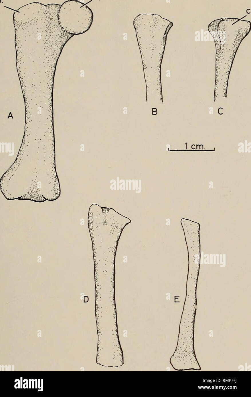 Tibia expanded hi-res stock photography and images - Alamy
