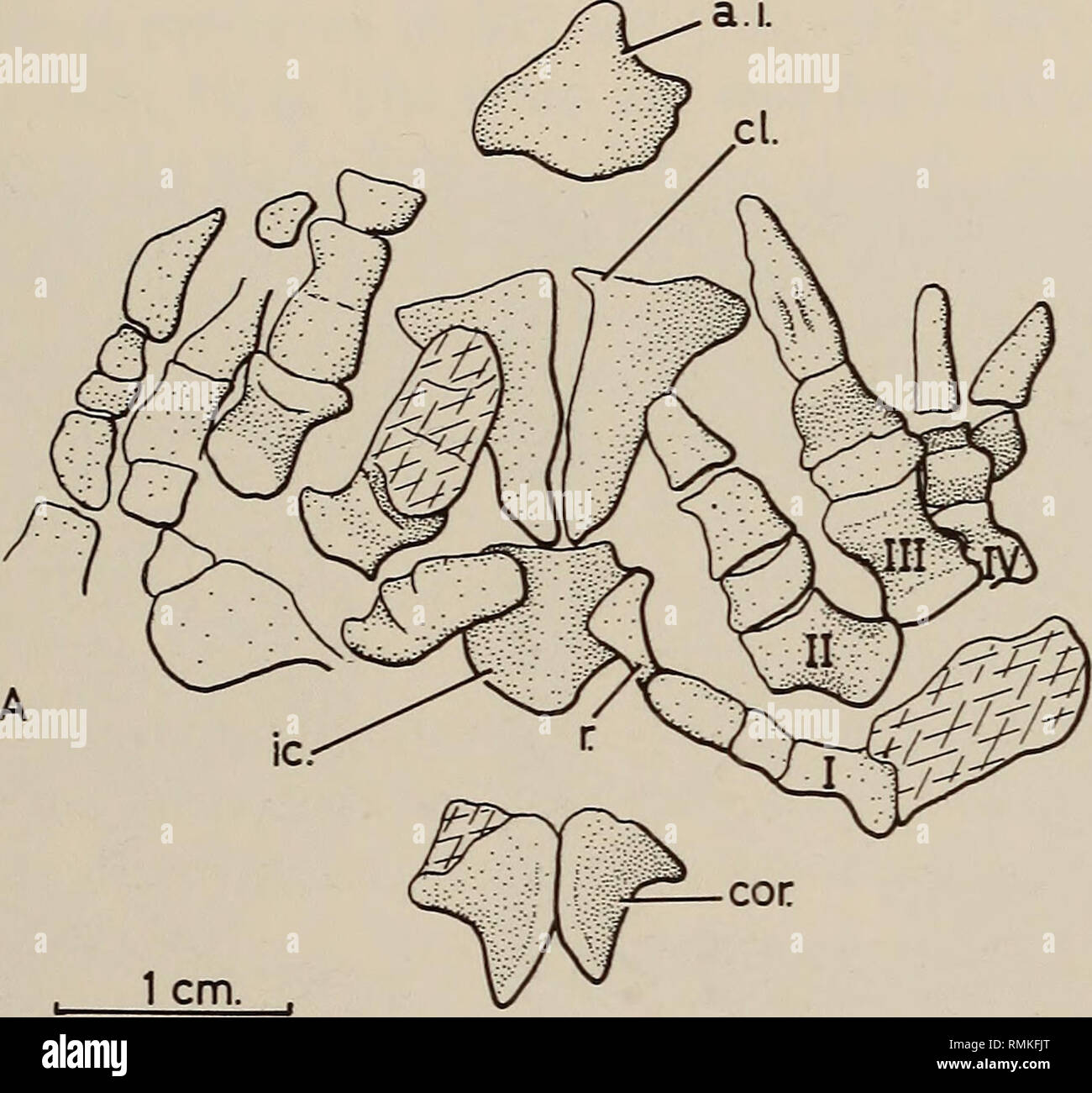 . Annals of the South African Museum = Annale van die Suid-Afrikaanse ...