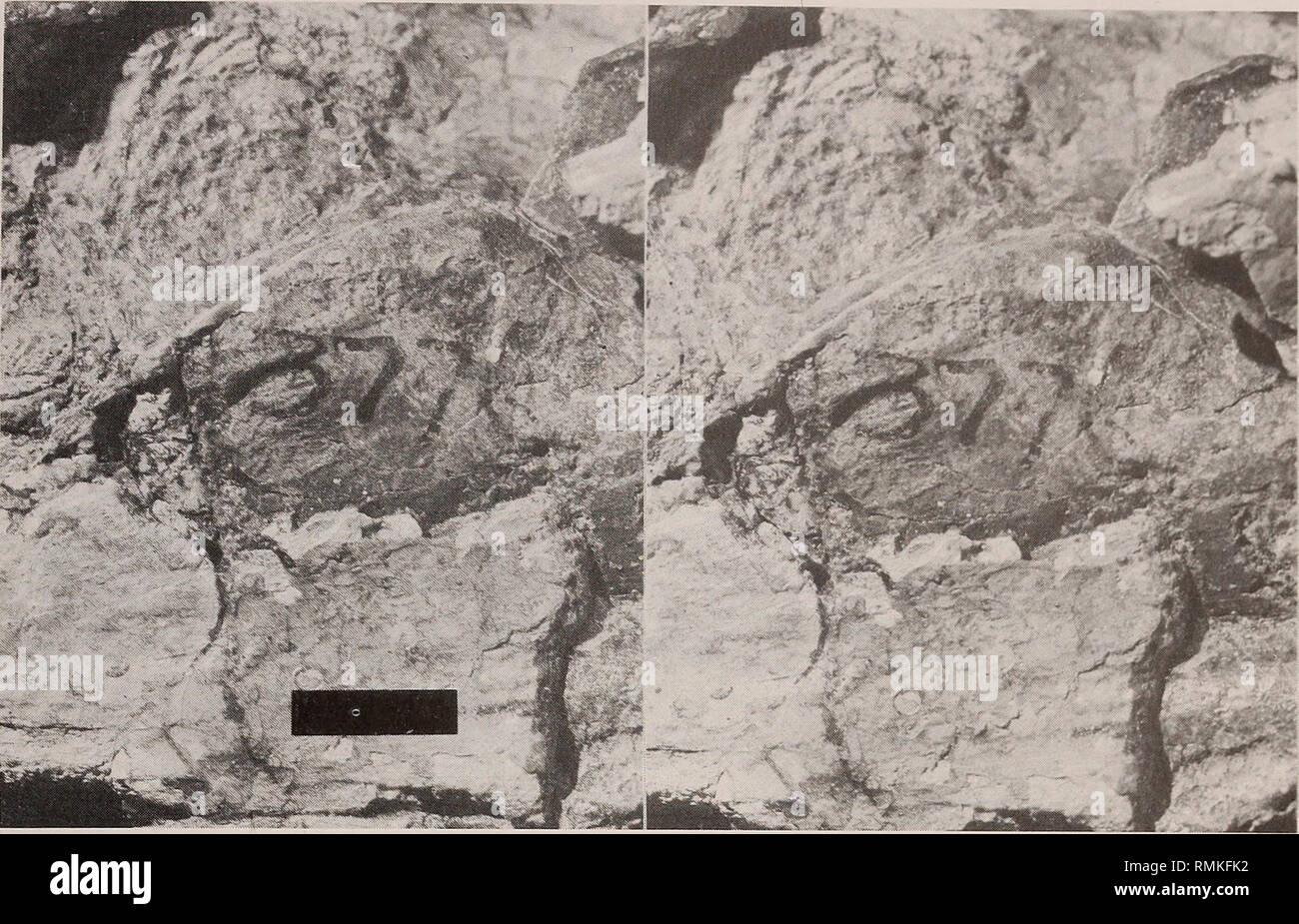 Cynognathus hi-res stock photography and images - Alamy