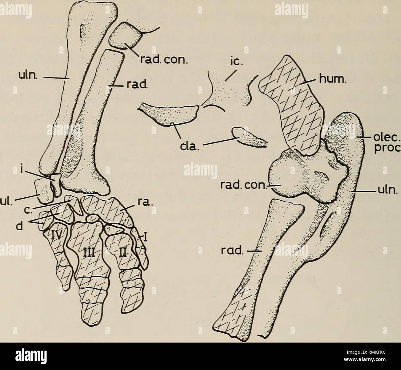 . Annals of the South African Museum = Annale van die Suid-Afrikaanse ...