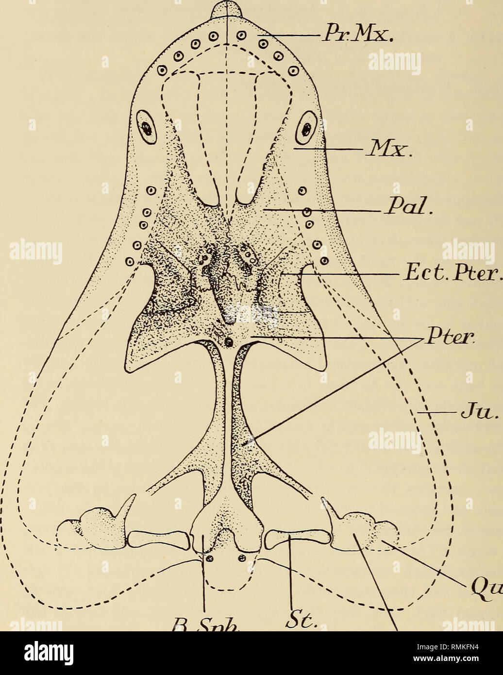 . Annals of the South African Museum = Annale van die Suid-Afrikaanse ...