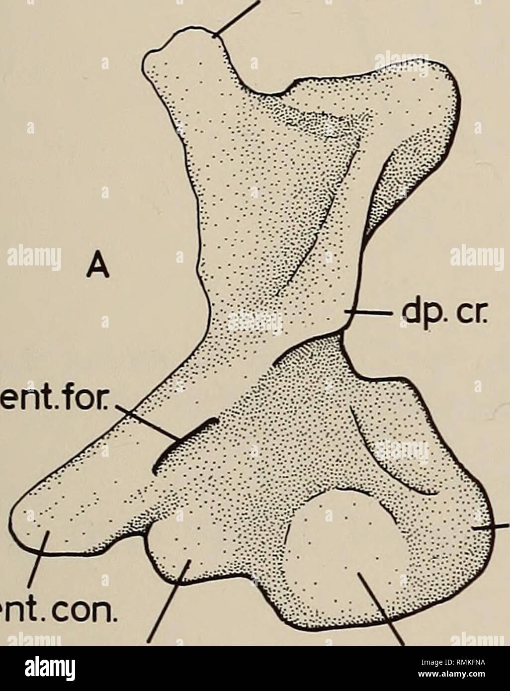 . Annals of the South African Museum = Annale van die Suid-Afrikaanse ...
